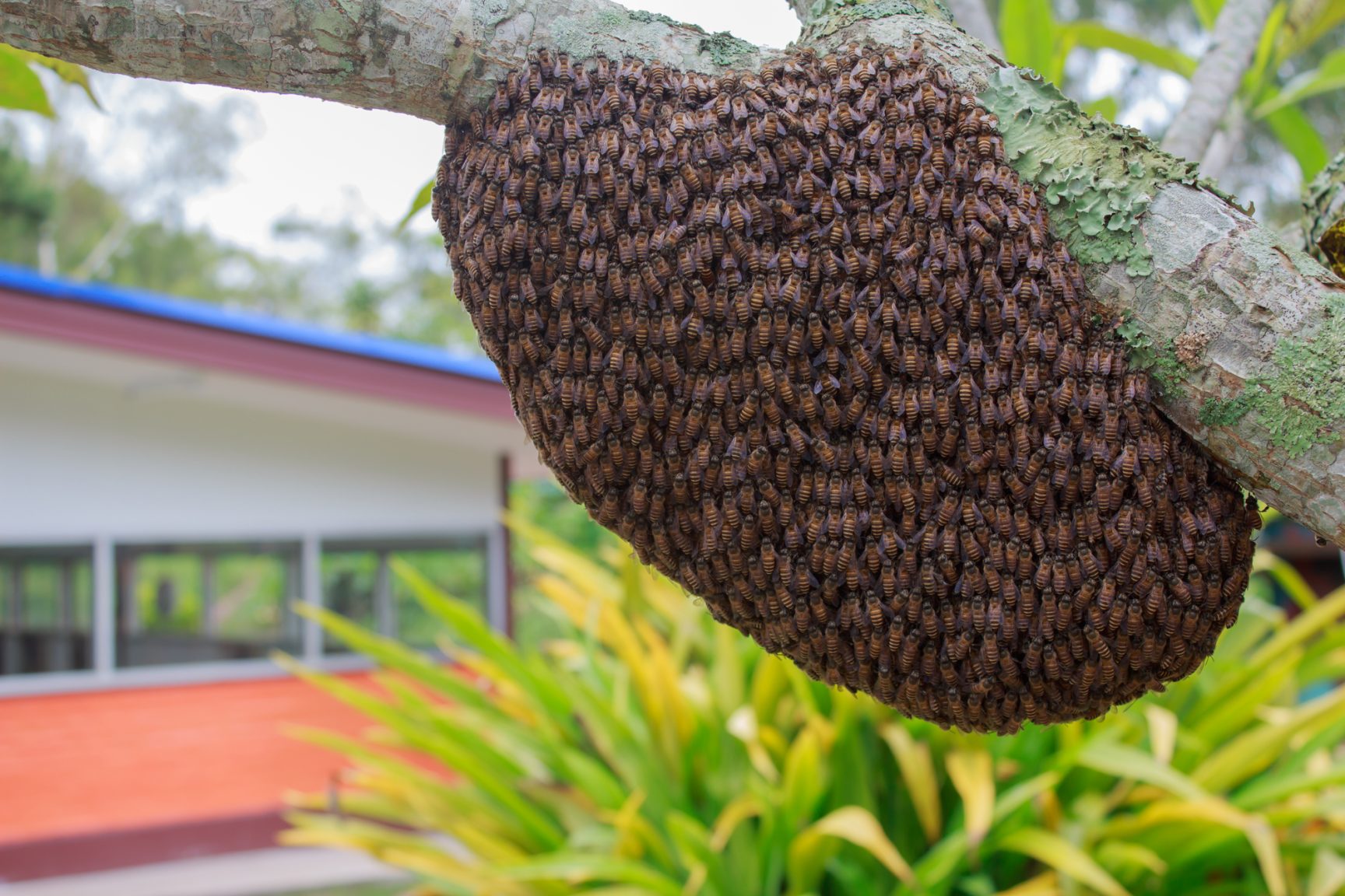 Swarms of Bees – Blackwater Honey